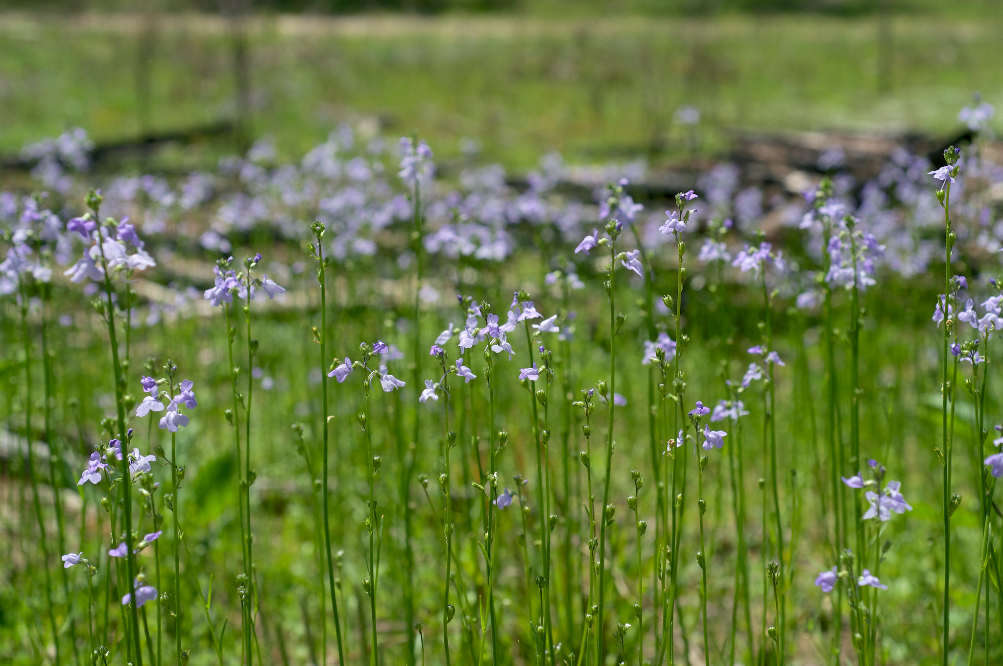 Arkansas Native Plants – Pink/Purple Flowers | Arkansas Native Plant ...