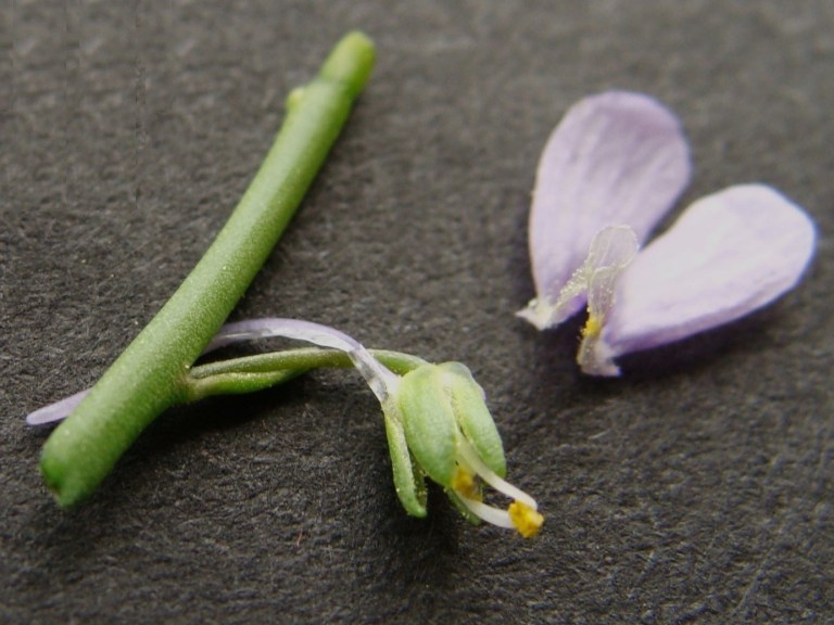 Know Your Natives – Texas Toadflax | Arkansas Native Plant Society