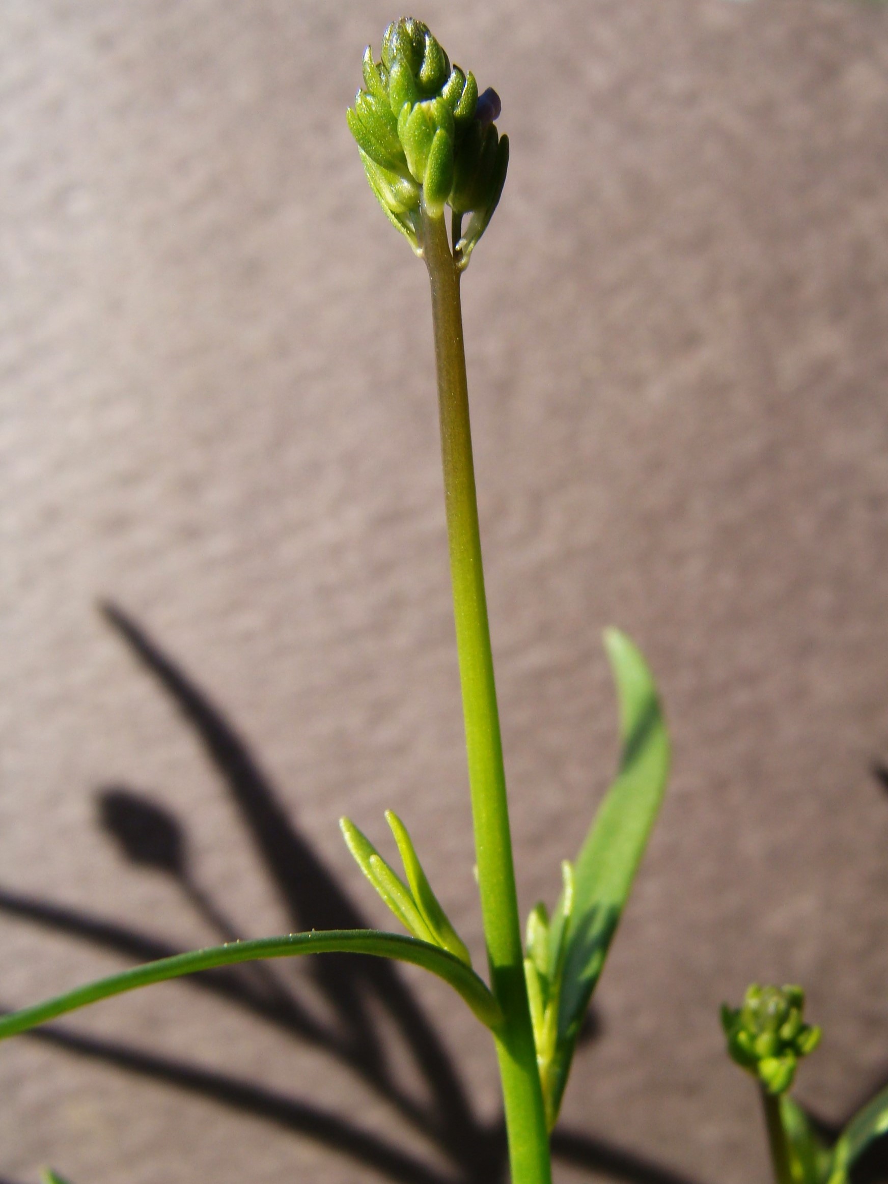 Know Your Natives – Texas Toadflax | Arkansas Native Plant Society