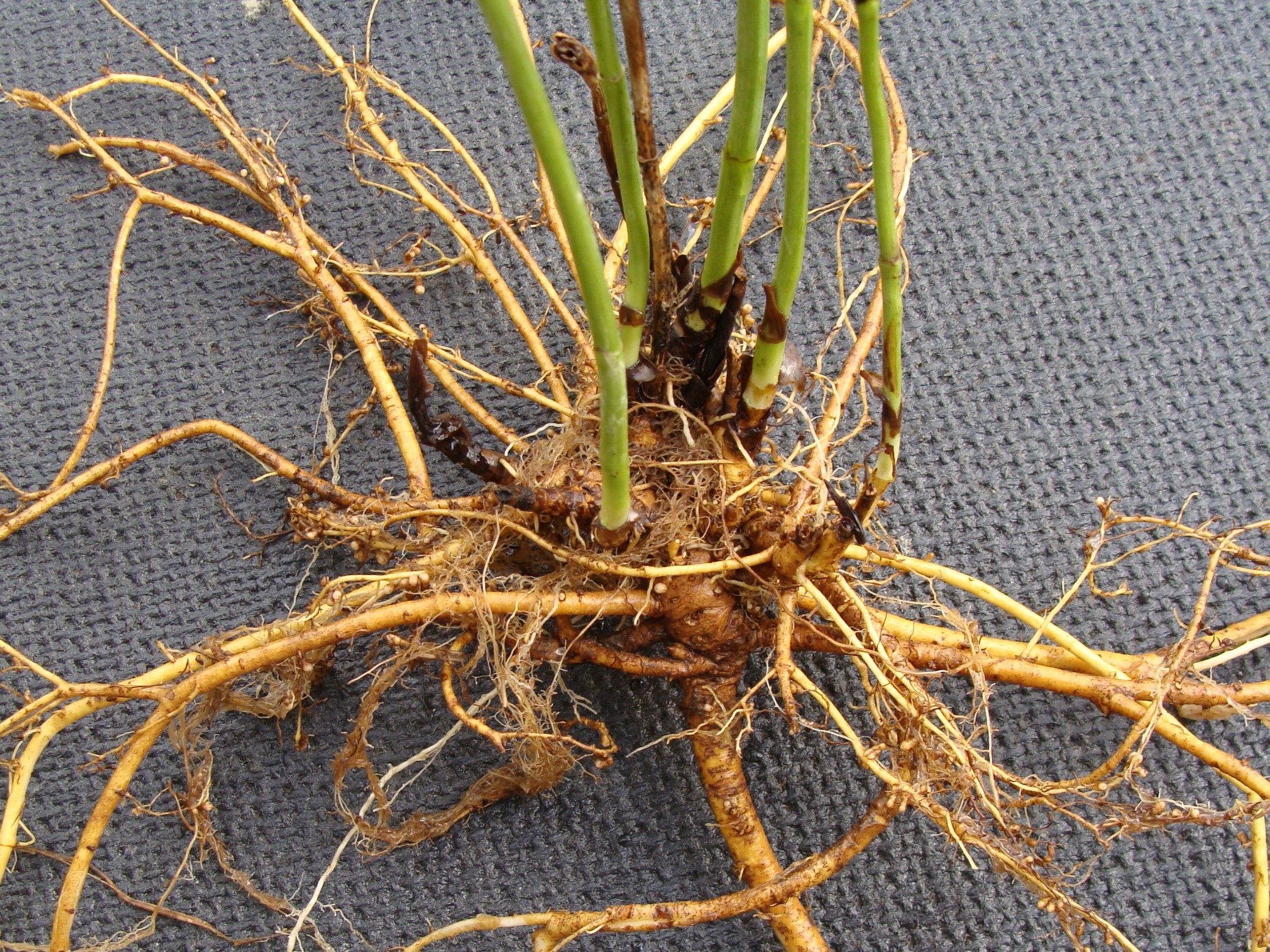 Current Articles-ANPS Blog | Arkansas Native Plant Society | We ...