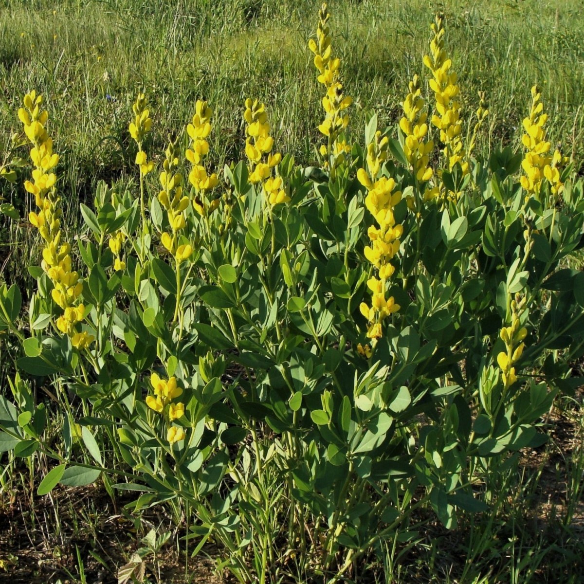 Arkansas Native Plants – Yellow Flowers | Arkansas Native Plant Society
