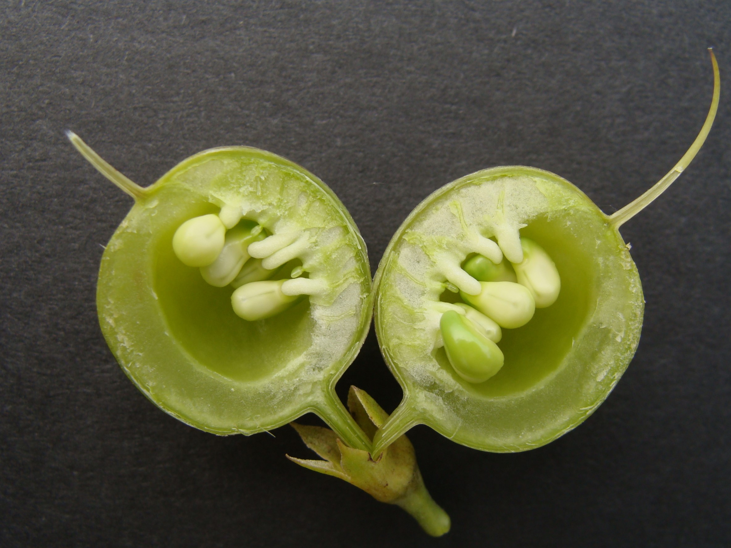 Current Articles-ANPS Blog | Arkansas Native Plant Society | We ...