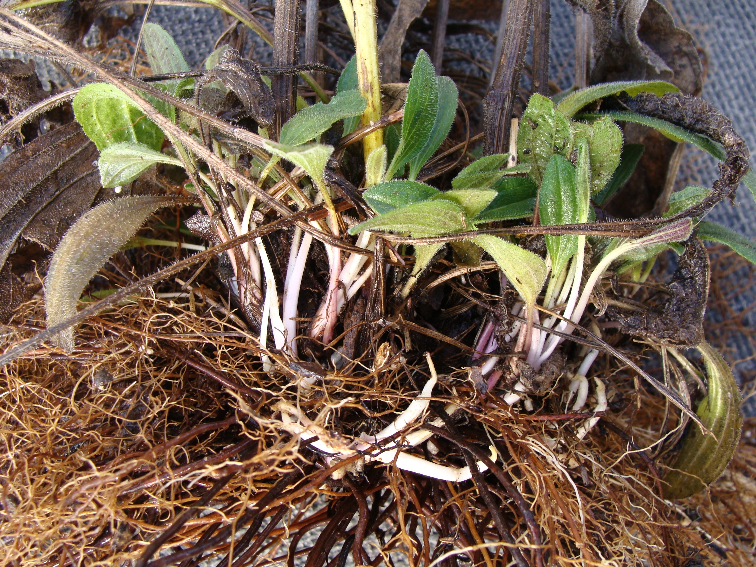 Know Your Natives – Rough Coneflower | Arkansas Native Plant Society