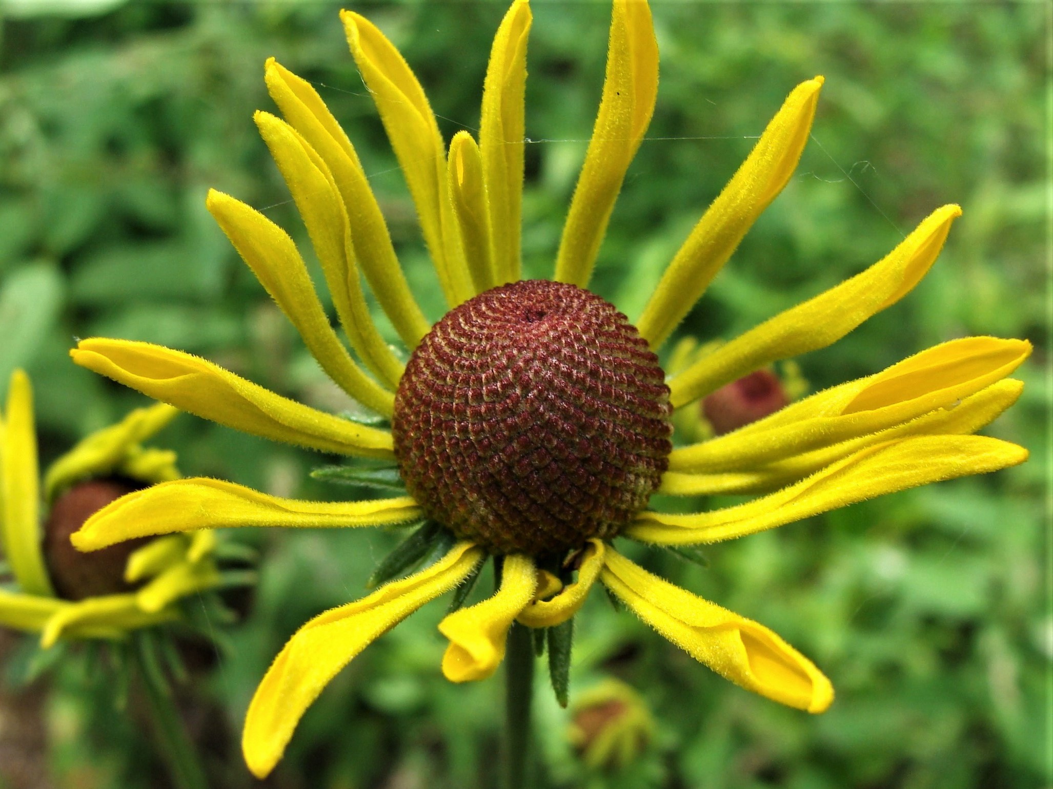 Know Your Natives – Rough Coneflower | Arkansas Native Plant Society