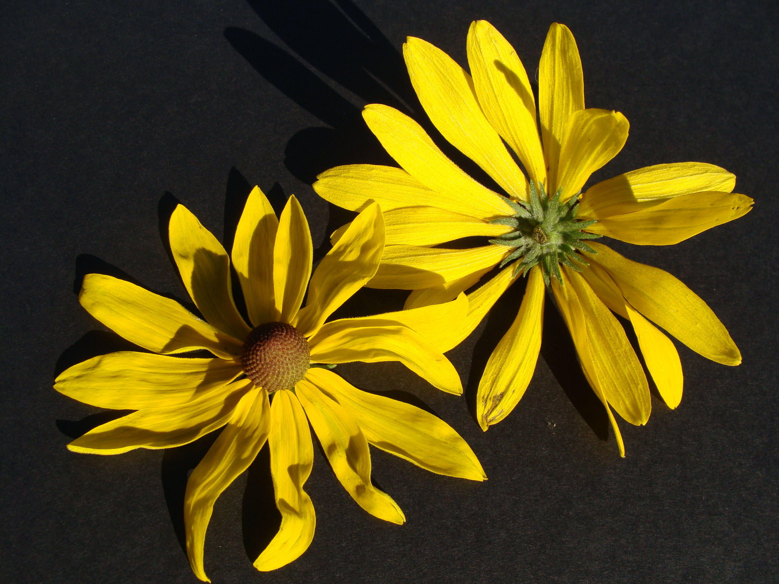 Know Your Natives – Rough Coneflower | Arkansas Native Plant Society