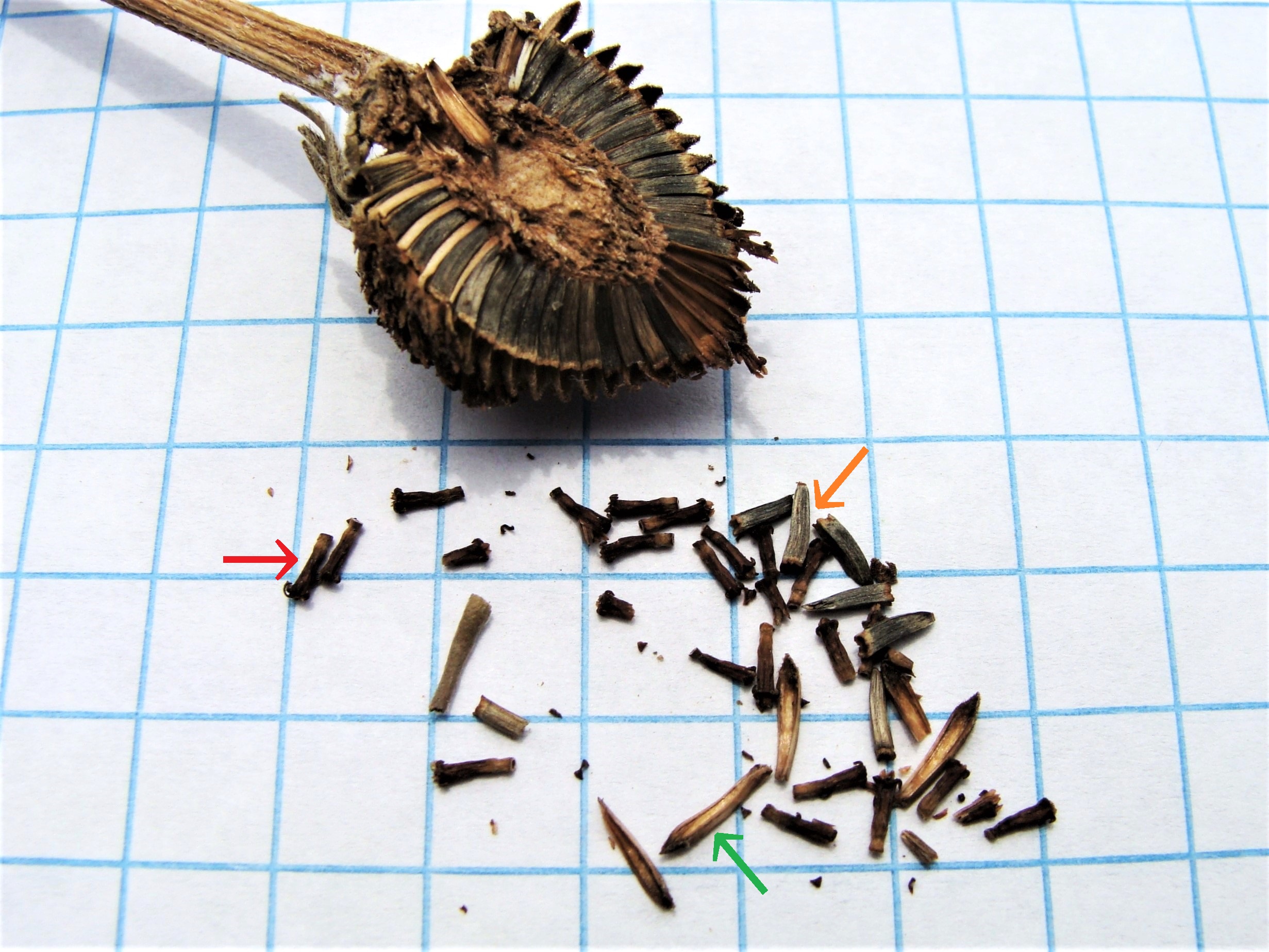 Know Your Natives – Rough Coneflower | Arkansas Native Plant Society