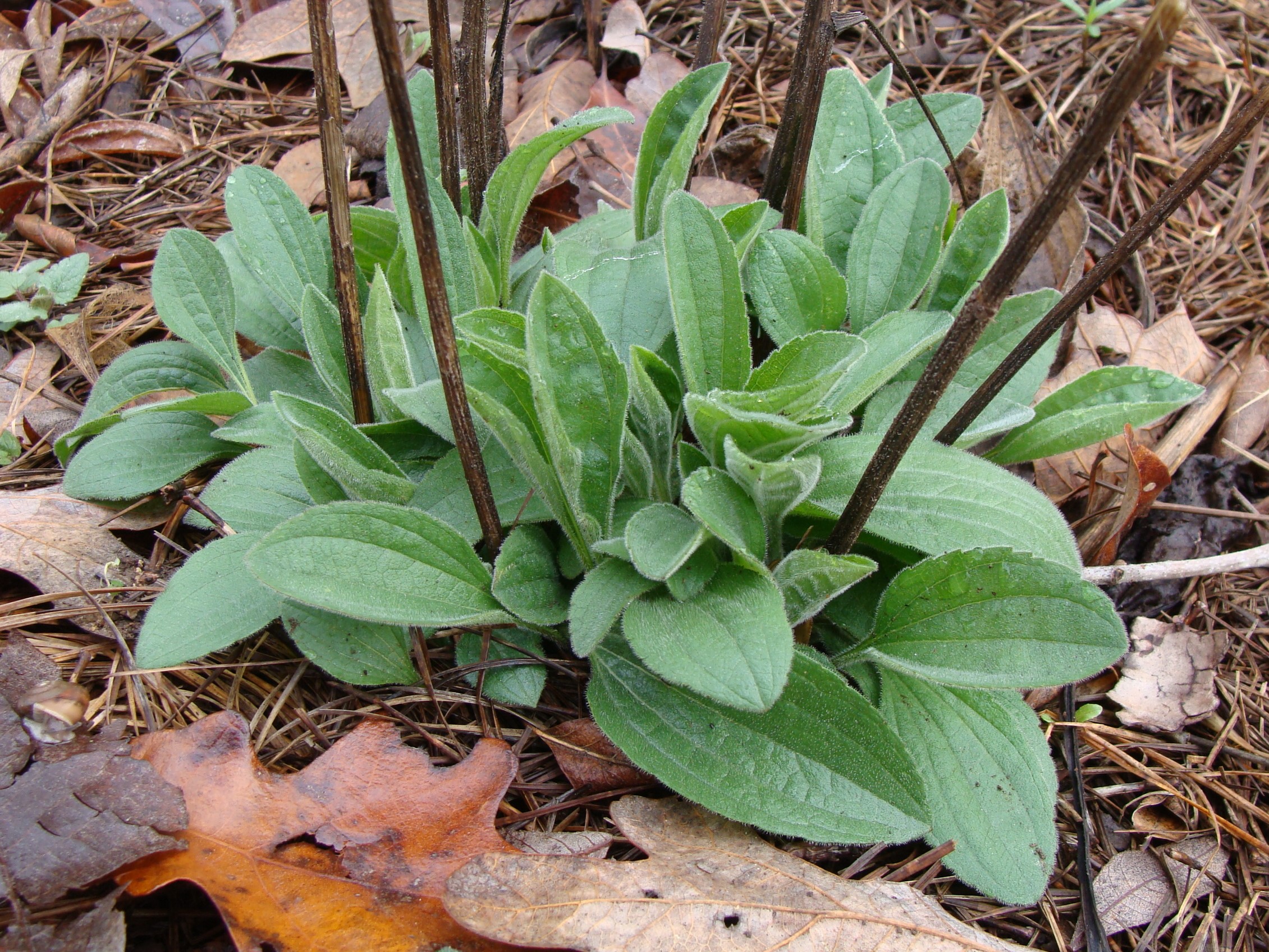 Current Articles-ANPS Blog | Arkansas Native Plant Society | We ...