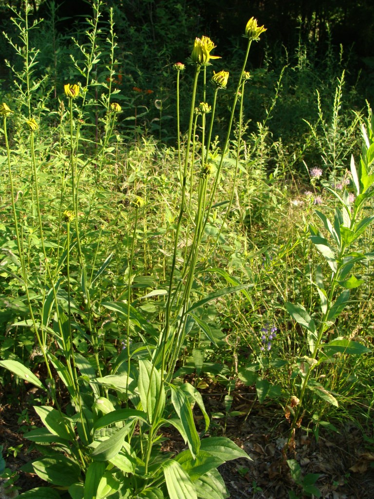 Know Your Natives – Rough Coneflower | Arkansas Native Plant Society