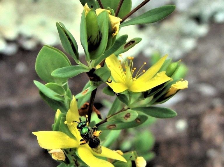 Arkansas Native Plants – Shrubs | Arkansas Native Plant Society