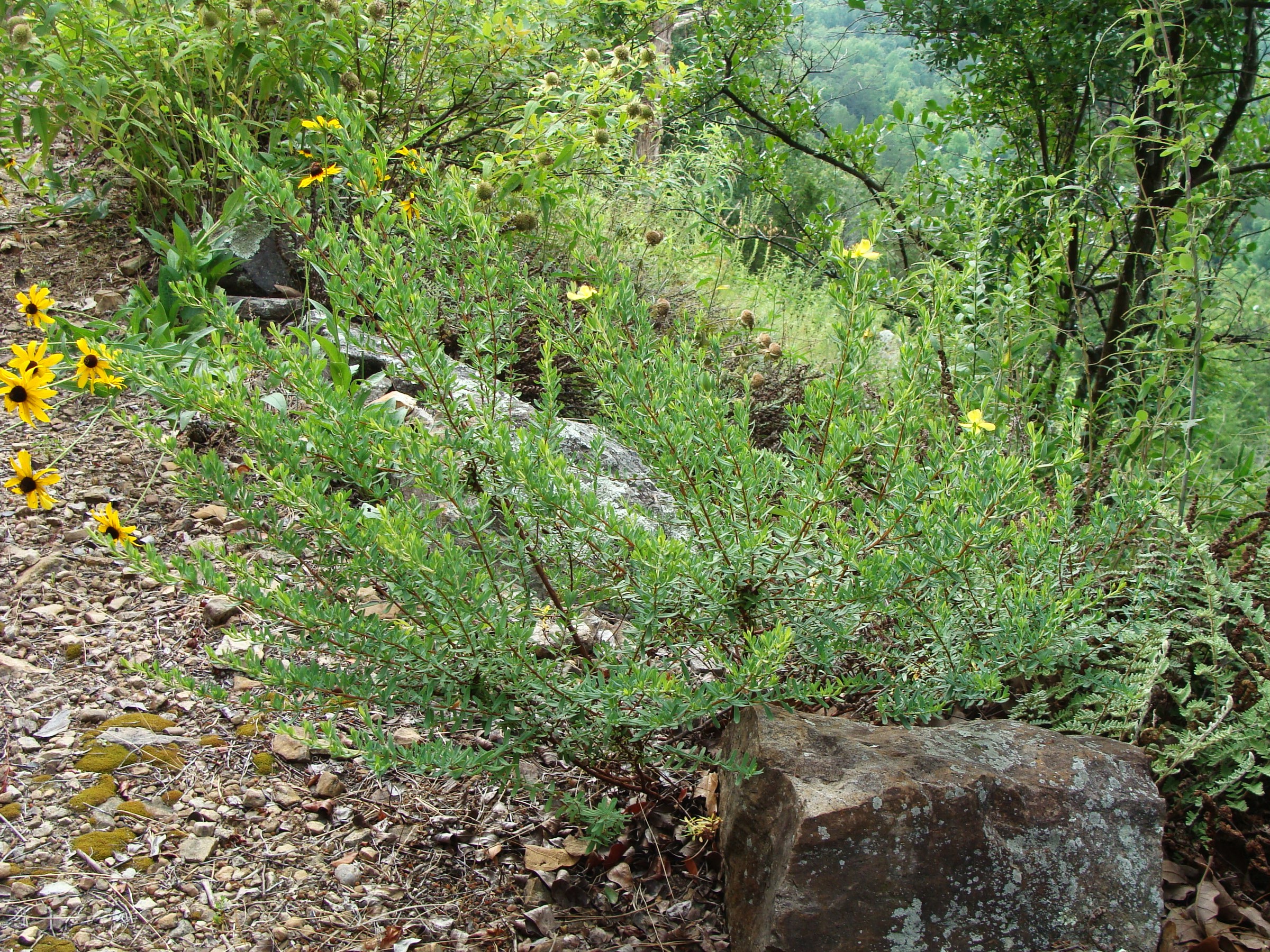 Current Articles-ANPS Blog | Arkansas Native Plant Society | We ...