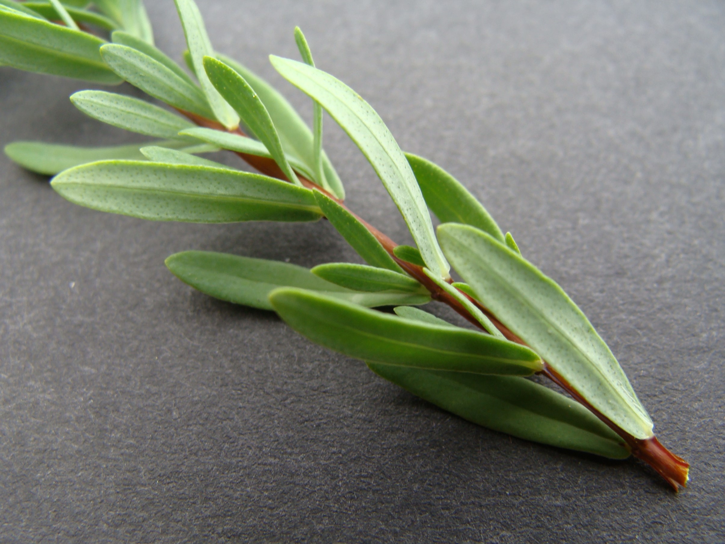 Know Your Natives – St. Andrew’s-Cross | Arkansas Native Plant Society