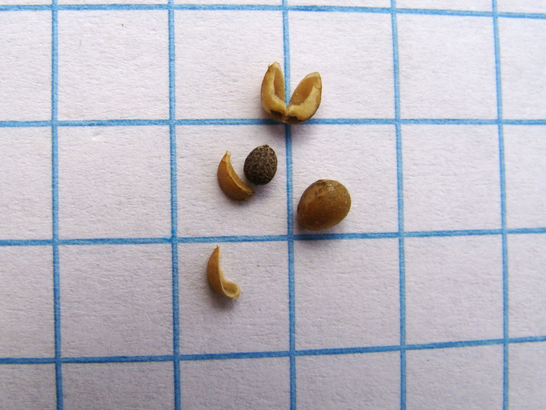 Current Articles-ANPS Blog | Arkansas Native Plant Society | We ...