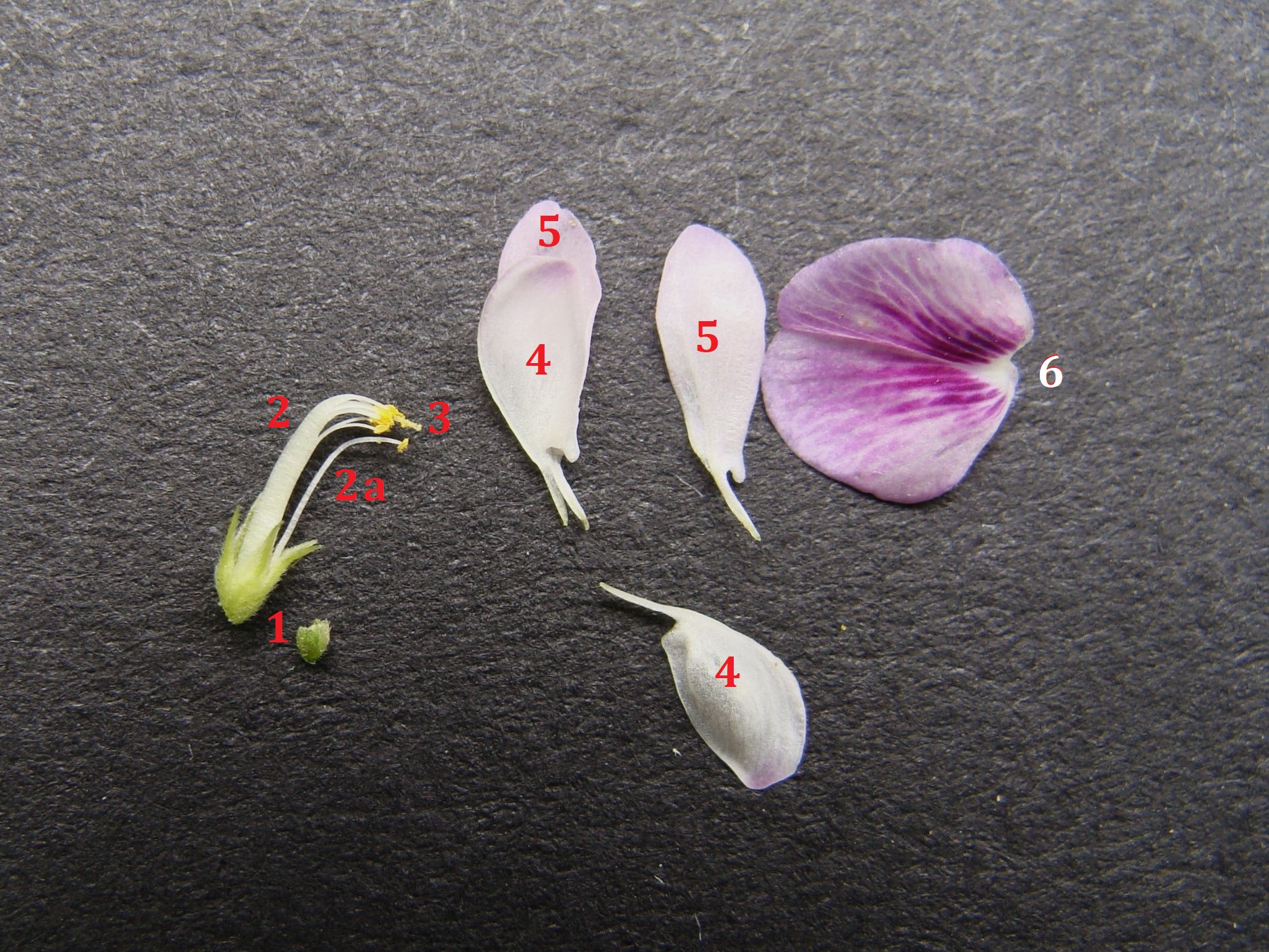 Know Your Natives – Trailing Bush Clover | Arkansas Native Plant Society