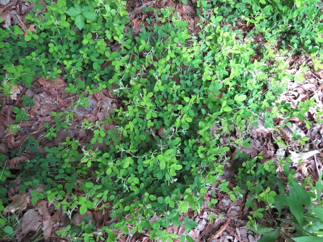 Know Your Natives – Trailing Bush Clover | Arkansas Native Plant Society