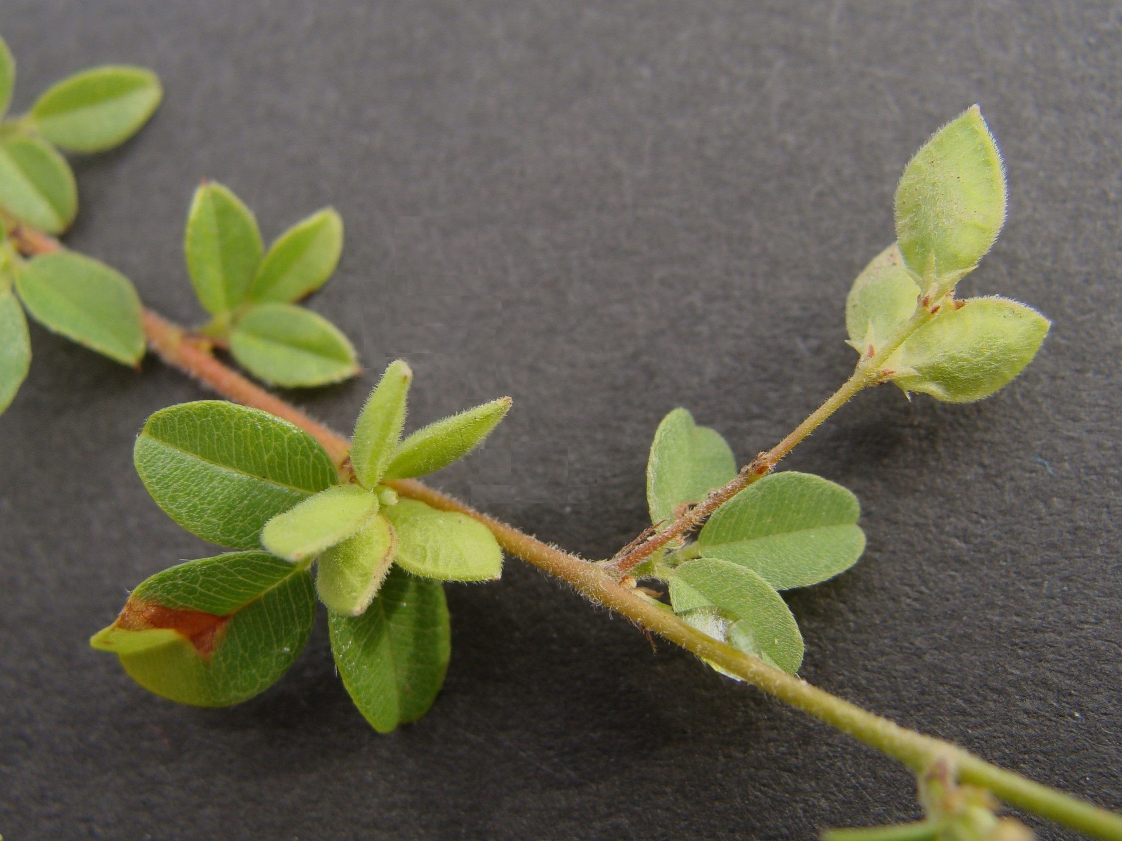 Know Your Natives – Trailing Bush Clover | Arkansas Native Plant Society