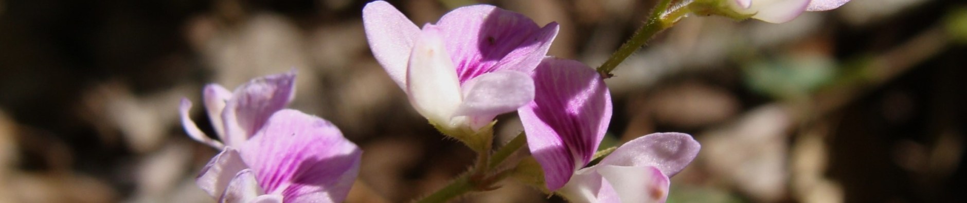 Know Your Natives – Trailing Bush Clover | Arkansas Native Plant Society