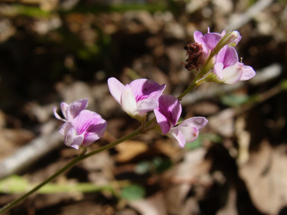 Know Your Natives – Trailing Bush Clover | Arkansas Native Plant Society