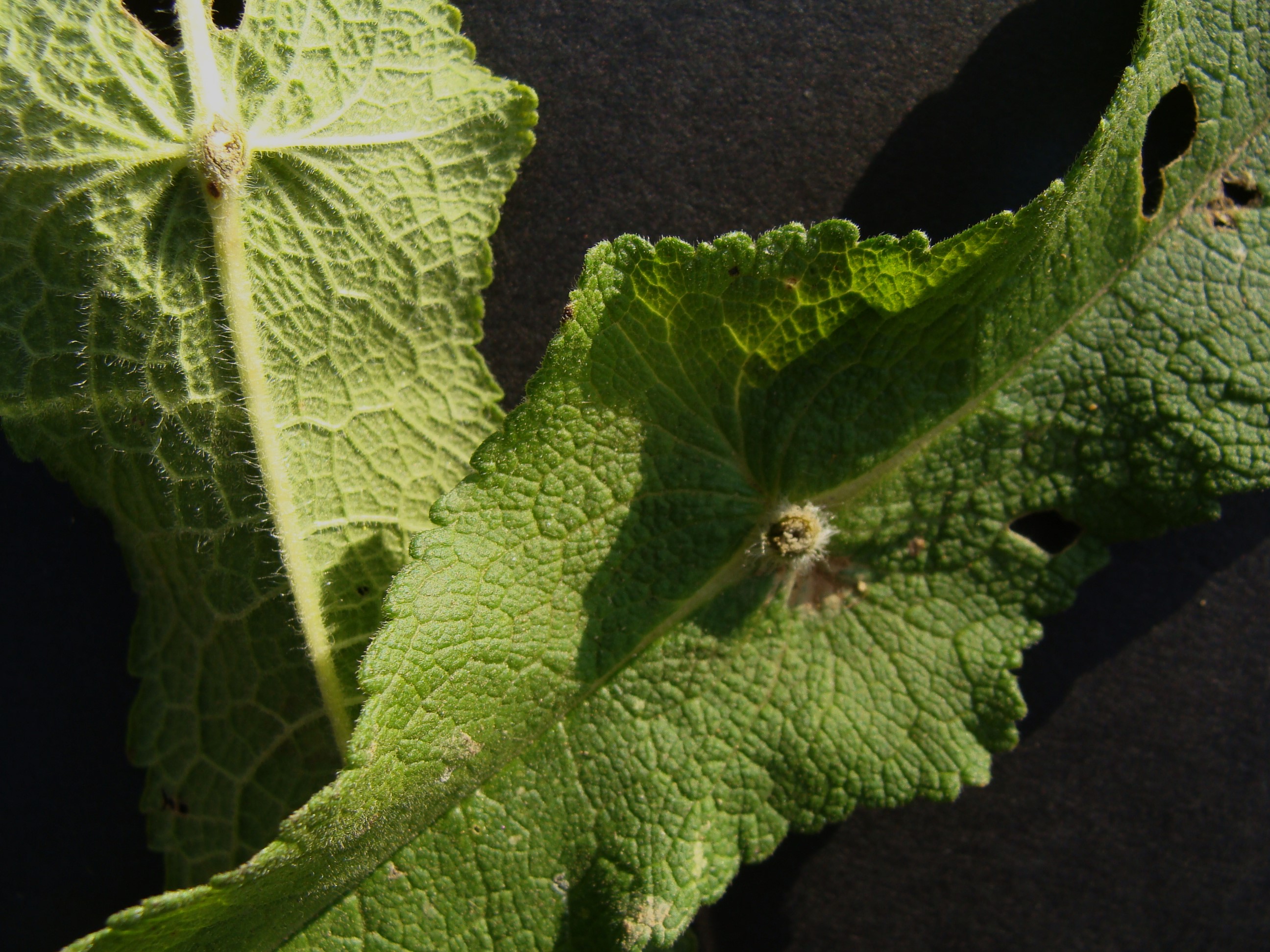 Know Your Natives – Perfoliated Boneset | Arkansas Native Plant Society