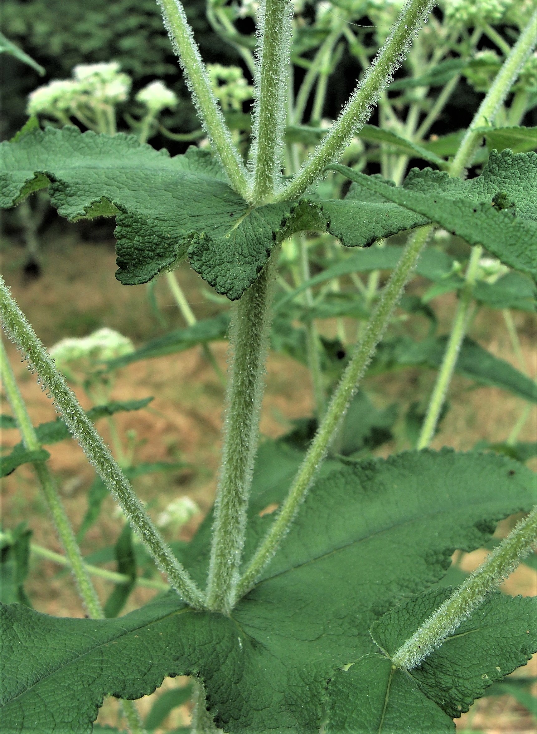 Know Your Natives – Perfoliated Boneset | Arkansas Native Plant Society