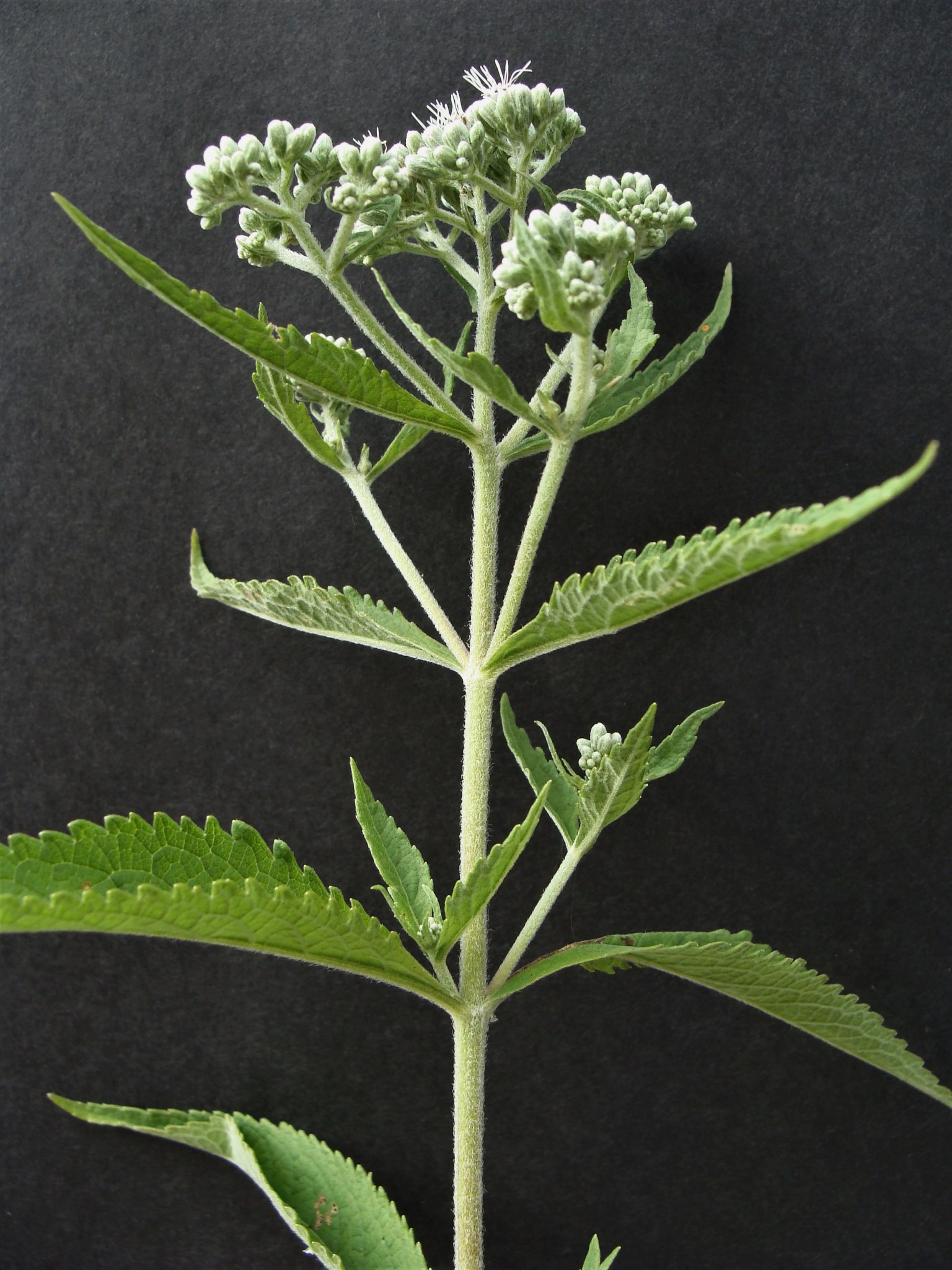 Know Your Natives – Perfoliated Boneset | Arkansas Native Plant Society