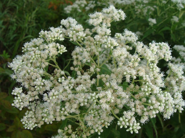 Know Your Natives – Perfoliated Boneset | Arkansas Native Plant Society