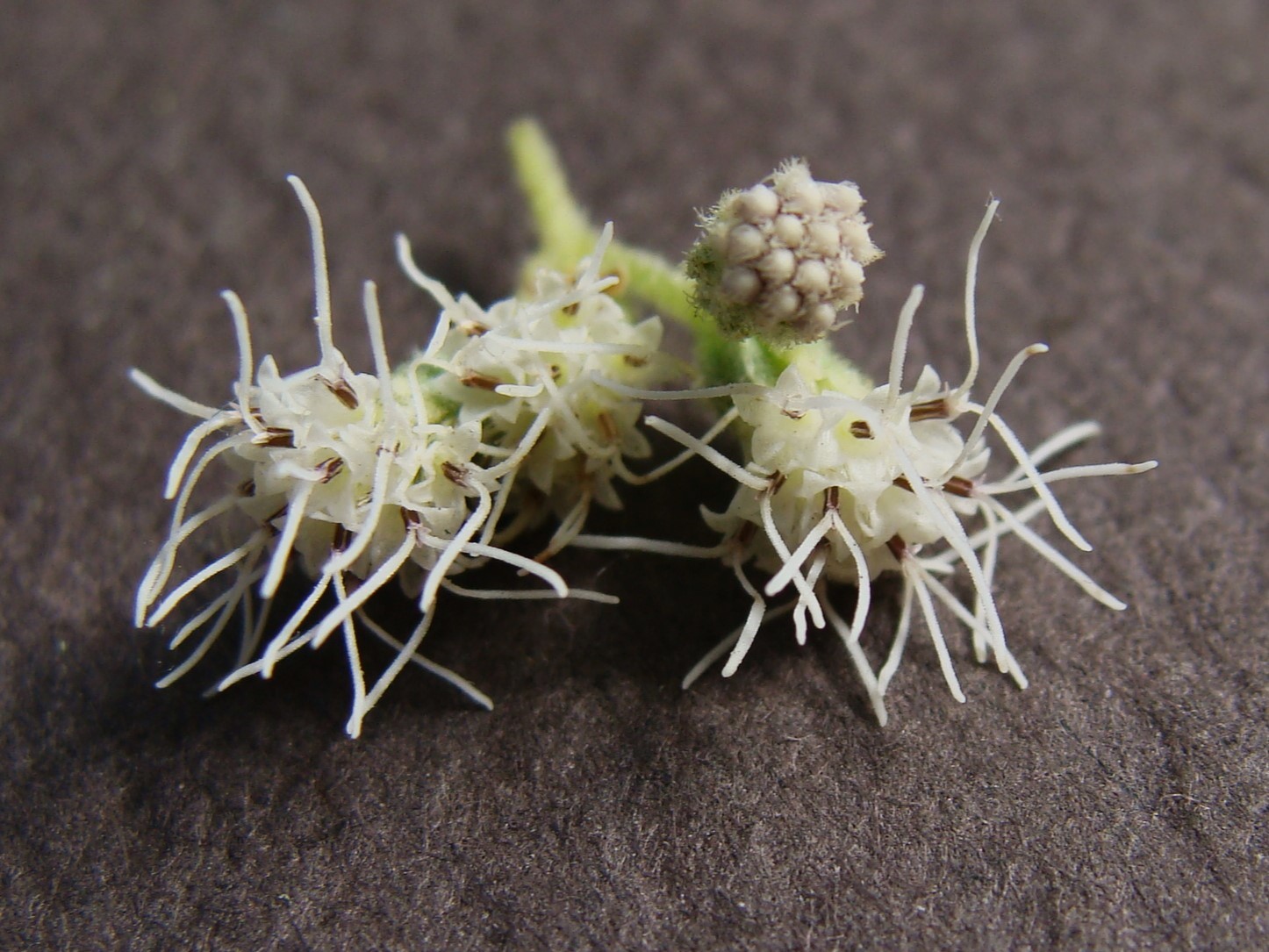 Know Your Natives – Perfoliated Boneset | Arkansas Native Plant Society