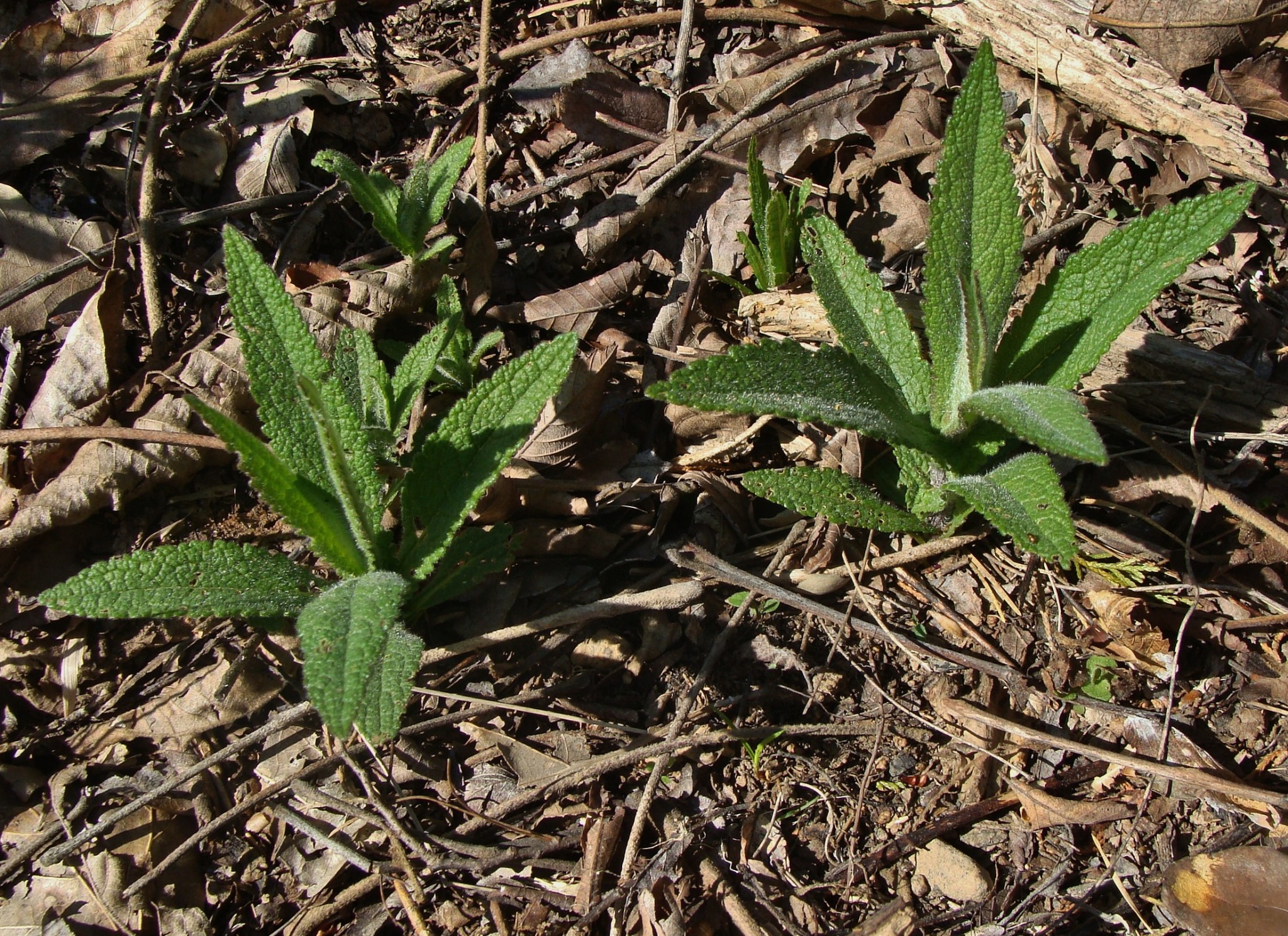 Know Your Natives – Perfoliated Boneset | Arkansas Native Plant Society
