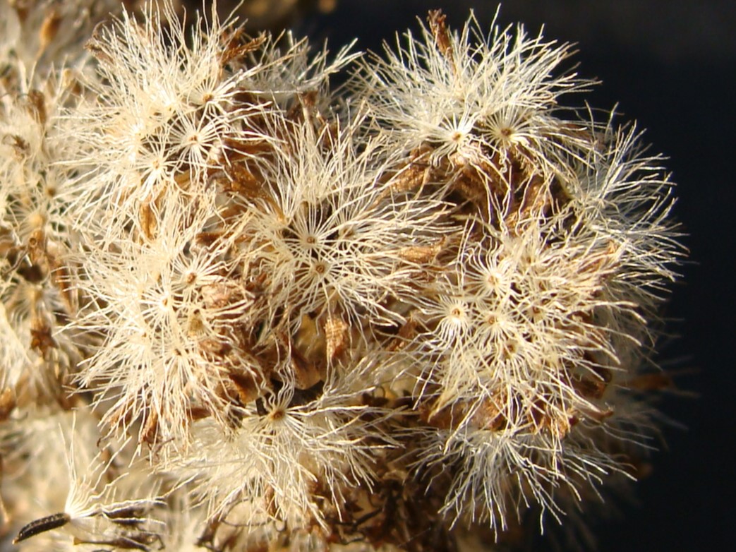 Know Your Natives – Perfoliated Boneset | Arkansas Native Plant Society