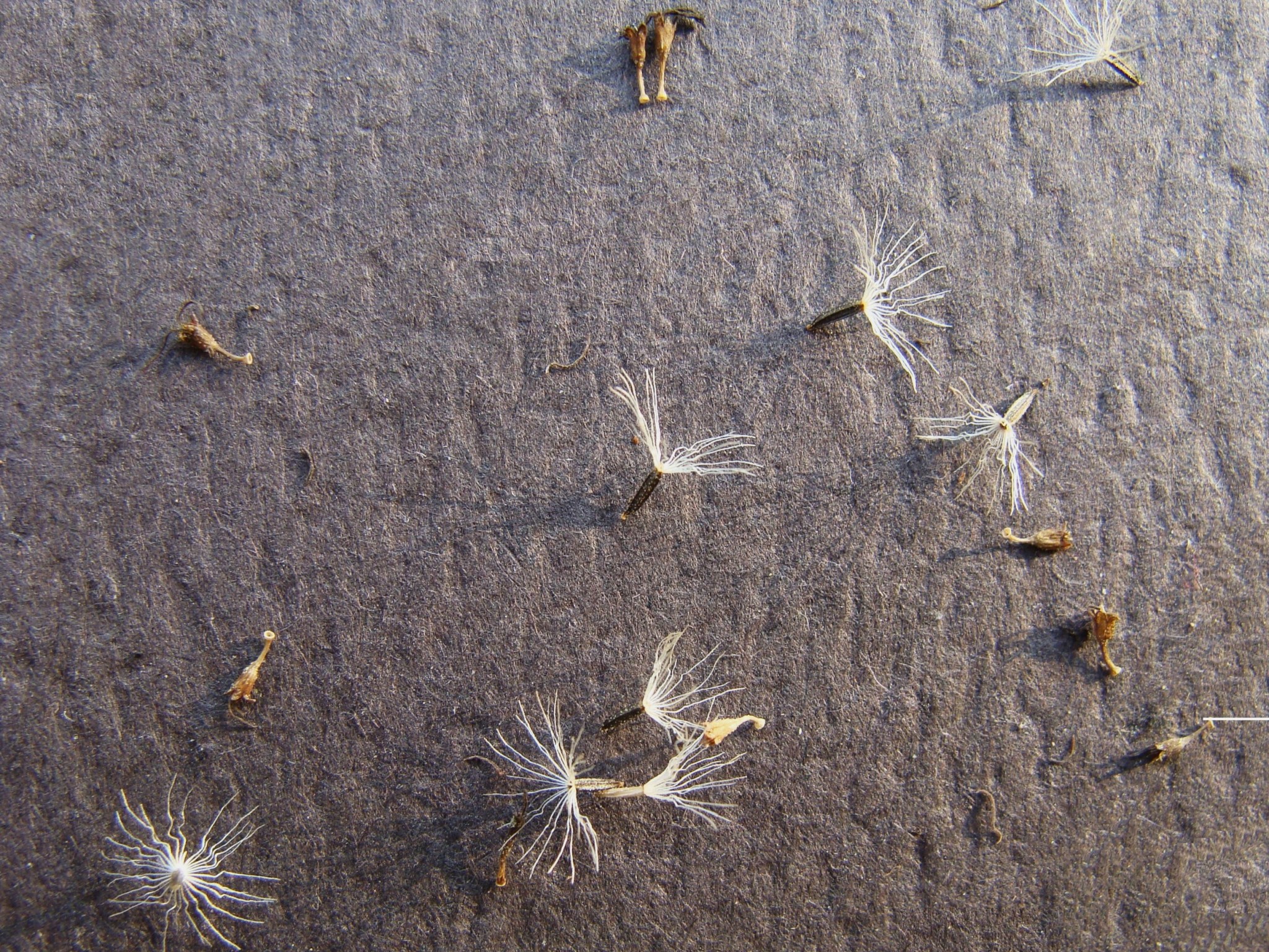 Know Your Natives – Perfoliated Boneset | Arkansas Native Plant Society