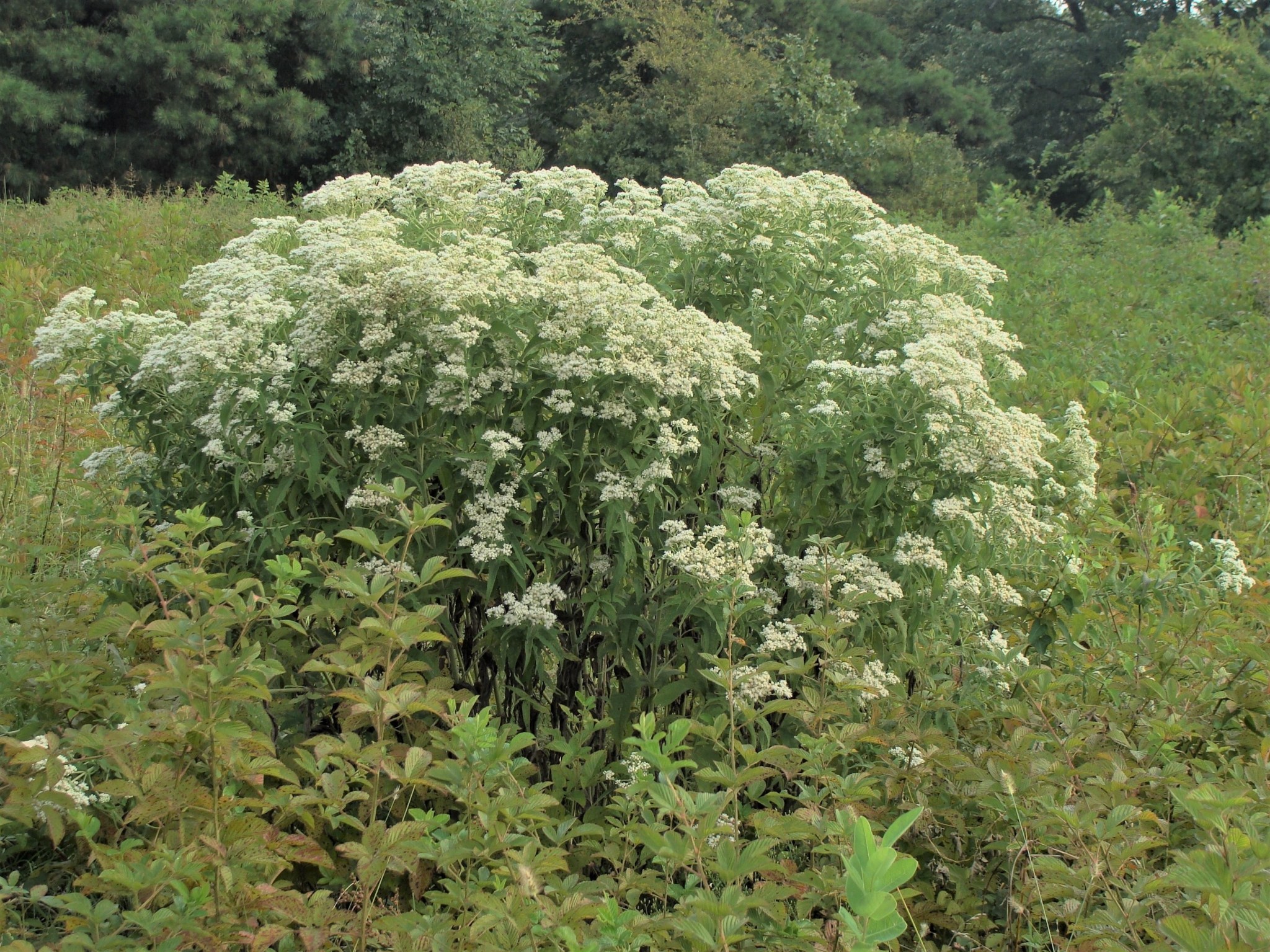 Know Your Natives – Perfoliated Boneset | Arkansas Native Plant Society