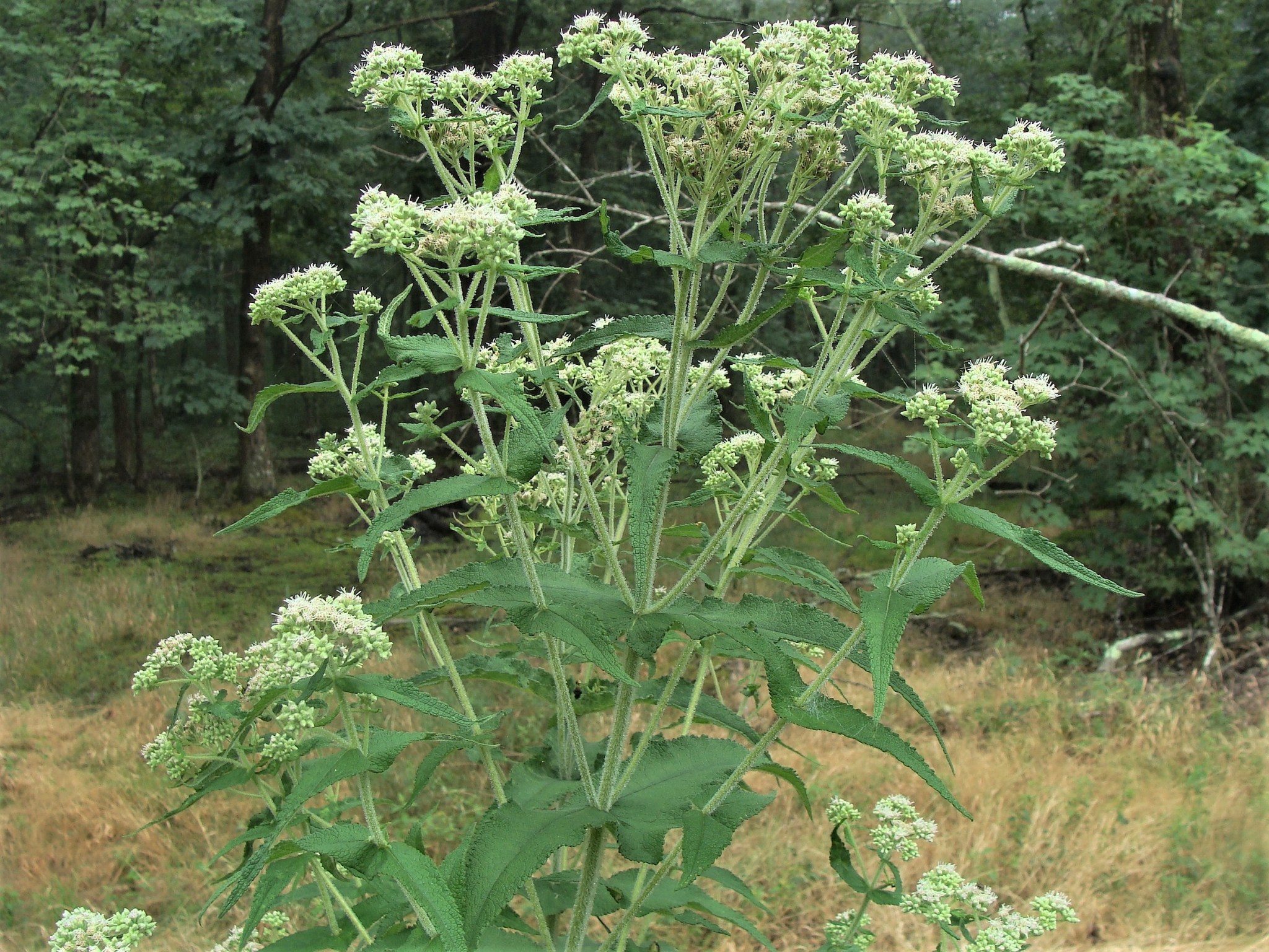 Know Your Natives – Perfoliated Boneset | Arkansas Native Plant Society