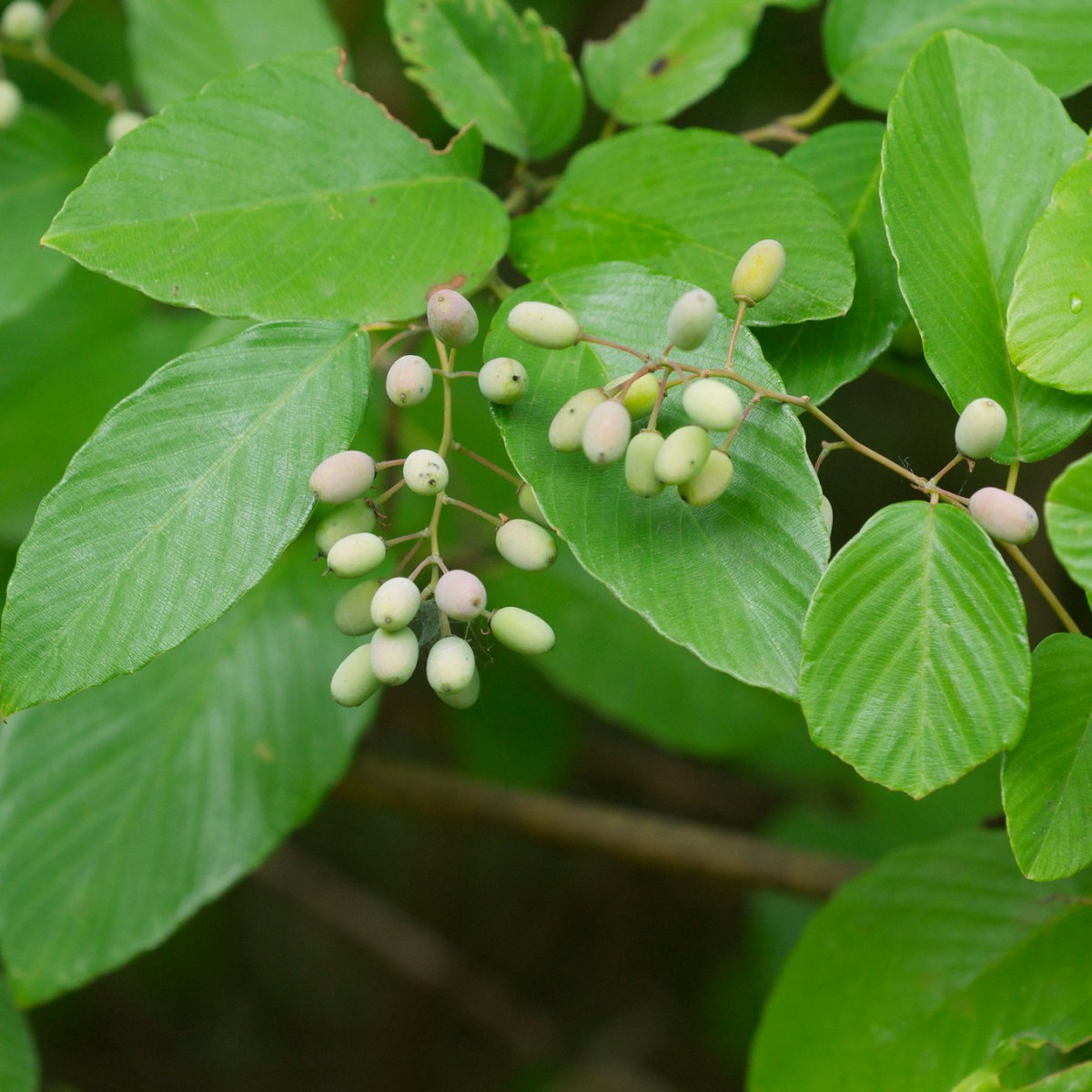 Arkansas Native Plants – Vines | Arkansas Native Plant Society