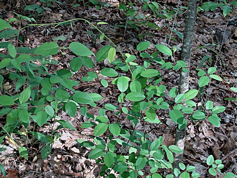 Current Articles-ANPS Blog | Arkansas Native Plant Society | We ...