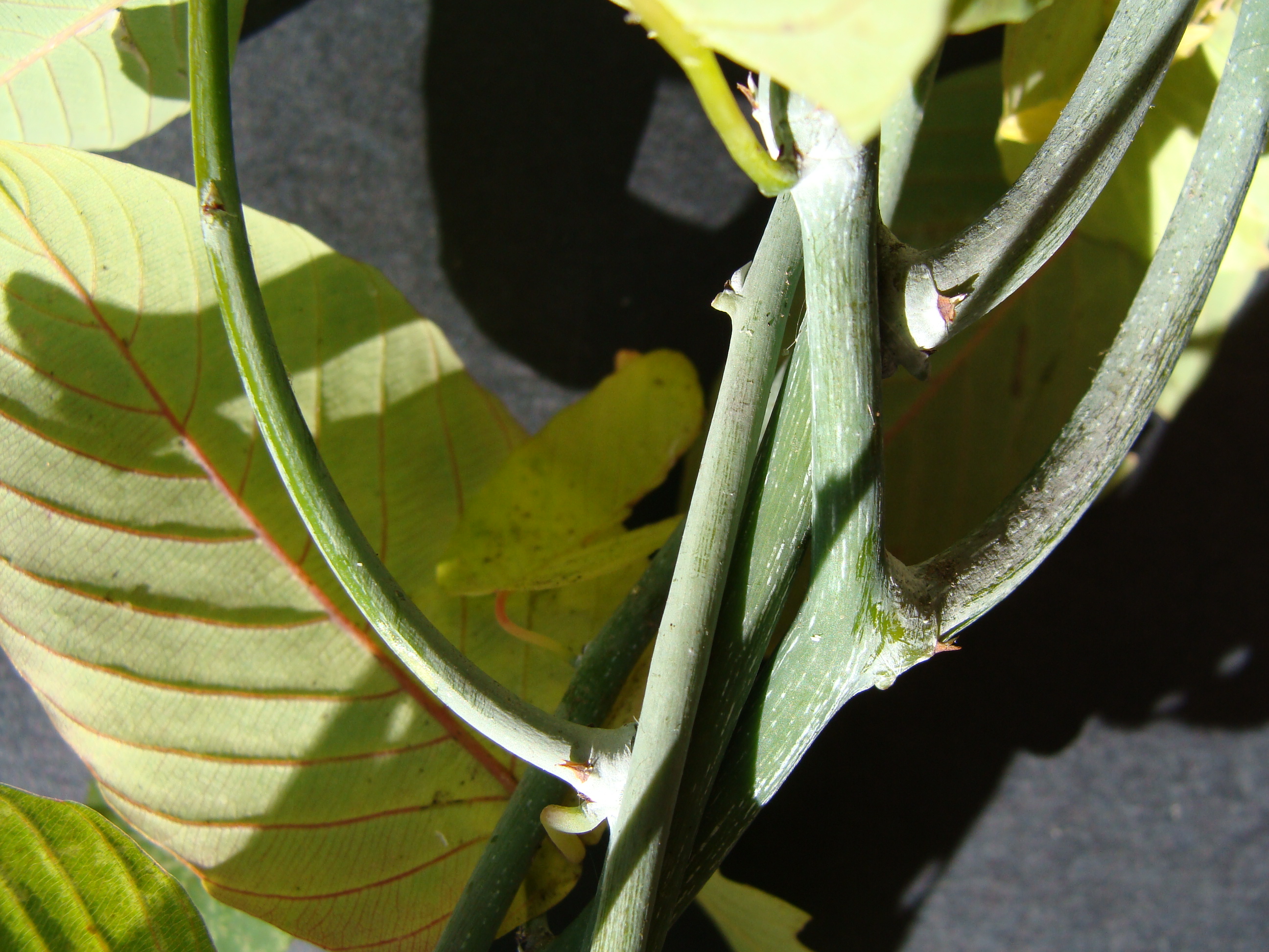 Current Articles-ANPS Blog | Arkansas Native Plant Society | We ...