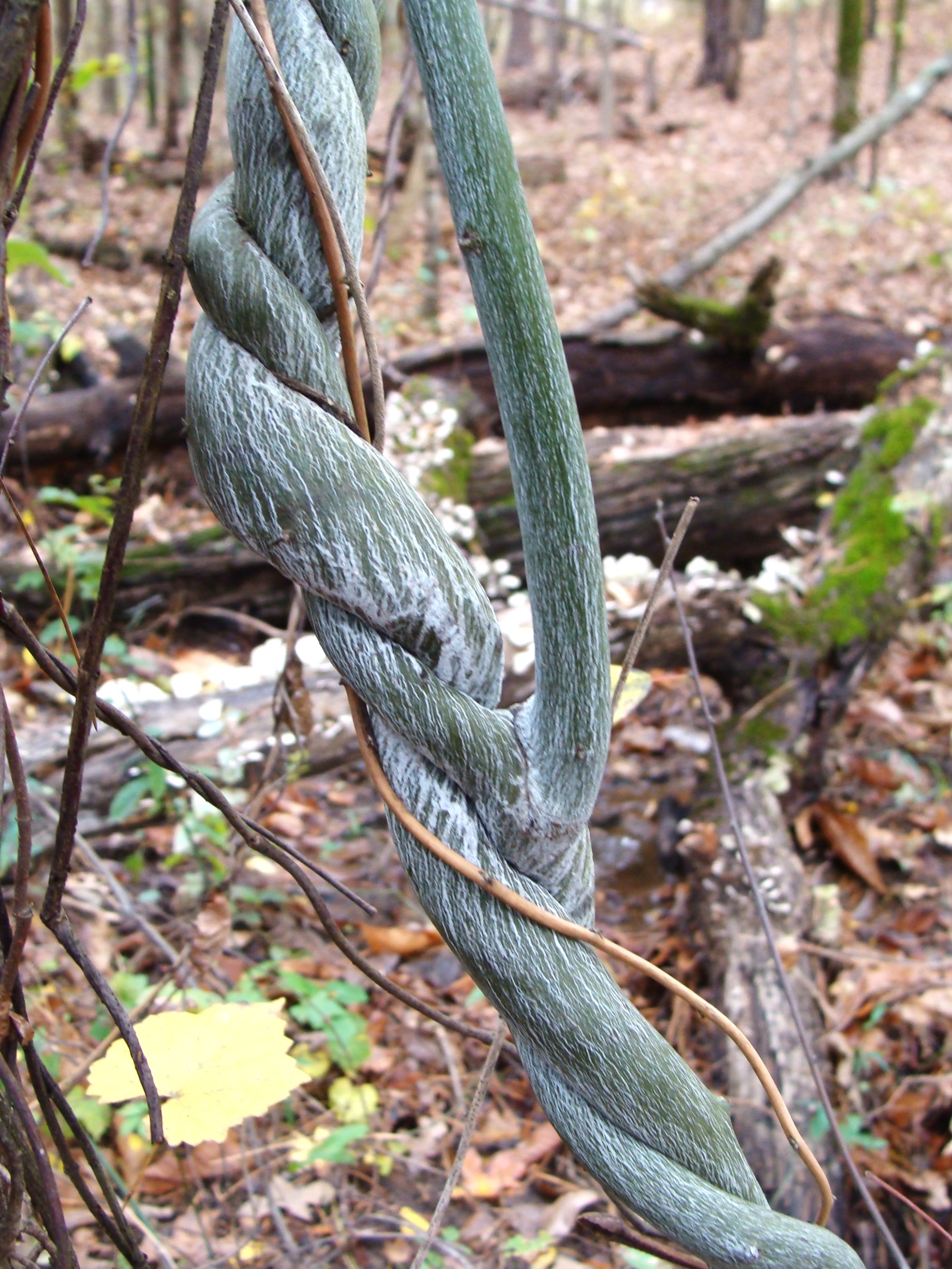 Current Articles-ANPS Blog | Arkansas Native Plant Society | We ...