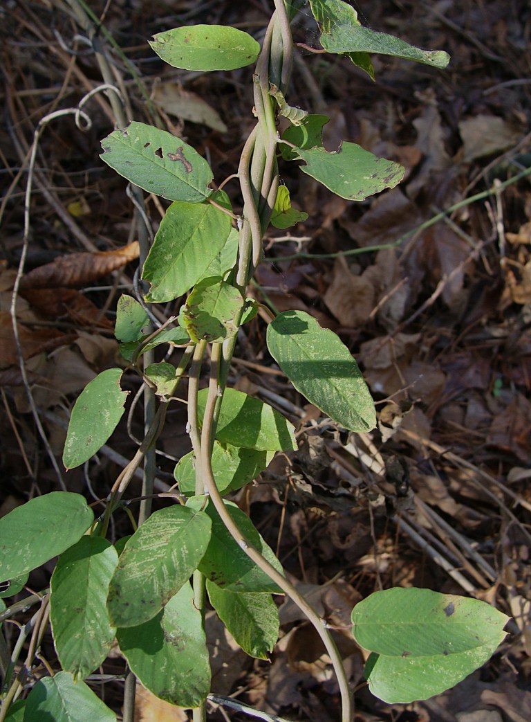 Current Articles-ANPS Blog | Arkansas Native Plant Society | We ...